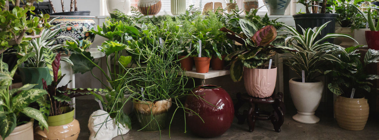 10 pokojových rostlin, které čistí vzduch