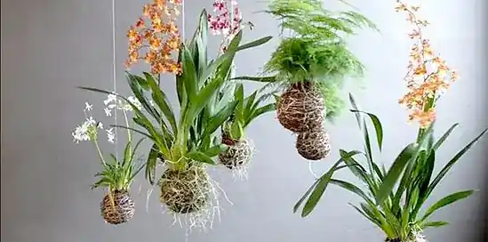 Kokedama – zahrádka na provázku