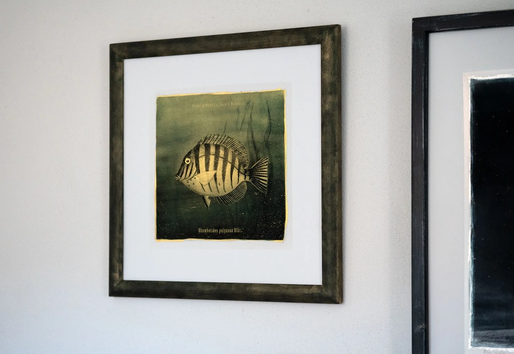 Zlatá rybka I - pigmentový tisk 11/30 - 36 x 36 cm / s rámem
