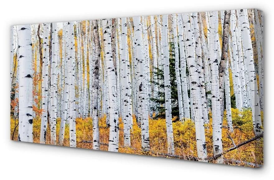 Obrazy na plátně podzimu bříza 120x60 cm