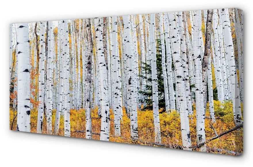Obrazy na plátně podzimu bříza 125x50 cm