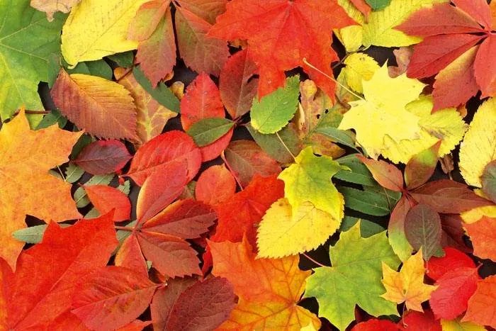 Samolepící fototapety Dimex - fototapeta na podlahu FL255-005 Colourful leaves (255 x 170 cm)