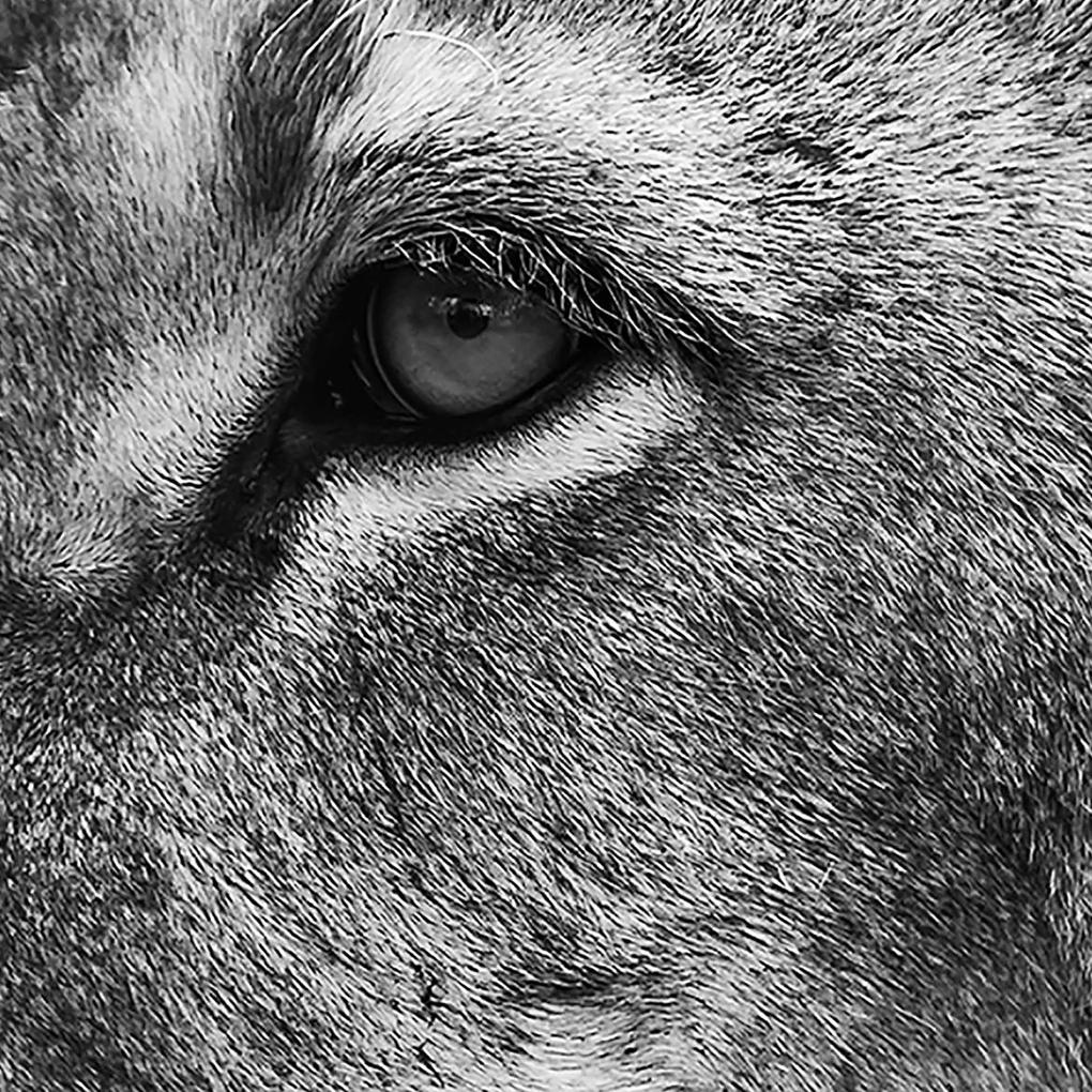 Malvis Tapeta Černobílý lev Vel. (šířka x výška): 288 x 200 cm