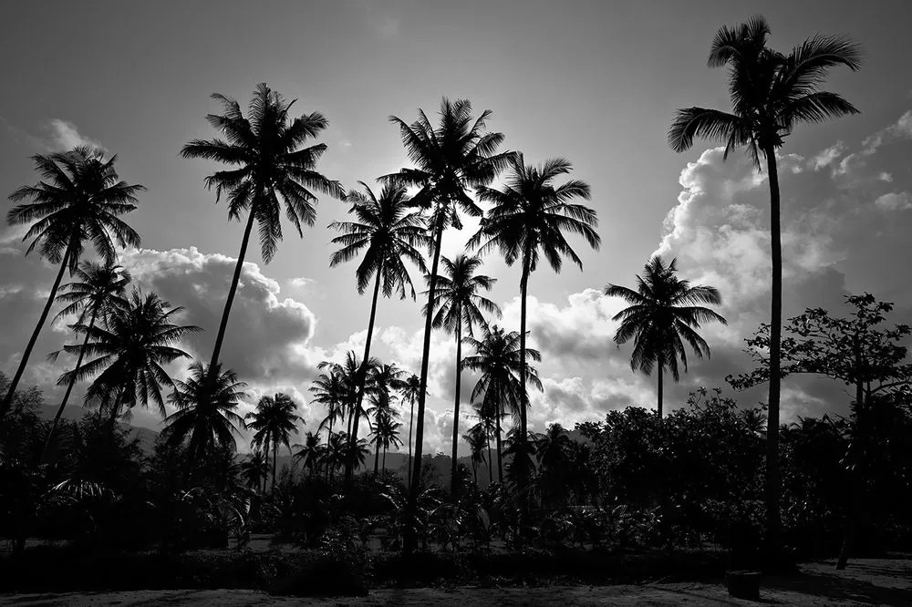 Tapeta kokosové palmy v černobílém - 150x100 cm