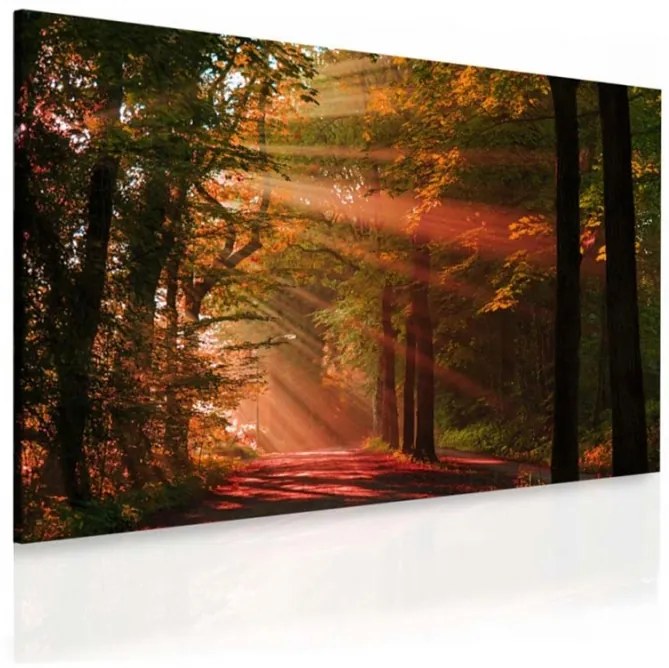 Obraz - Podzimní les (90x60 cm) - InSmile ®