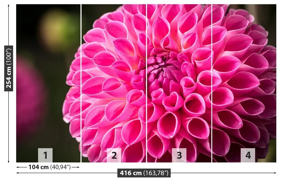 Fototapeta Dahlia Pink 104x70