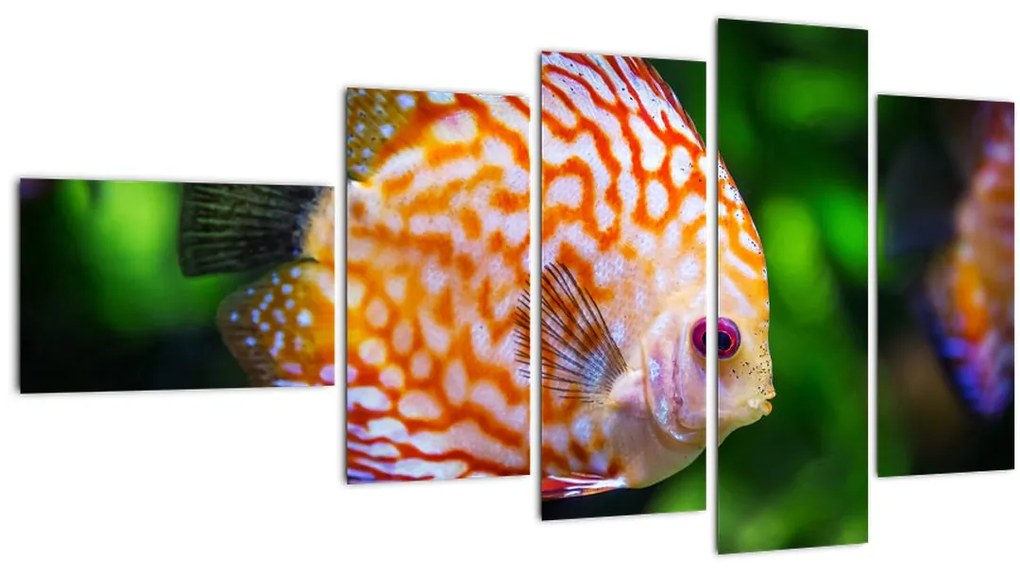 Obraz ryby (110x60 cm), 40 dalších rozměrů