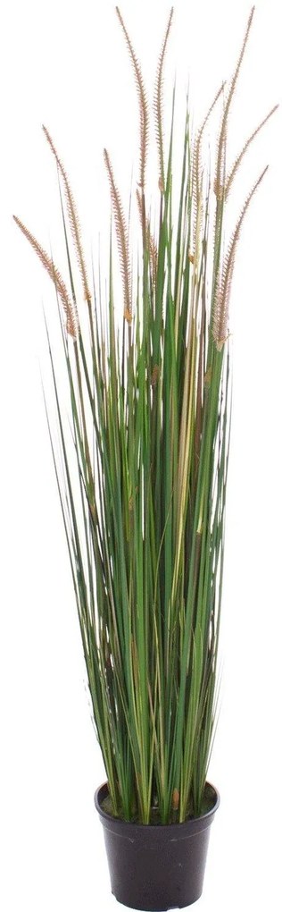 ONION GRASS - krémová Výška: 152 cm