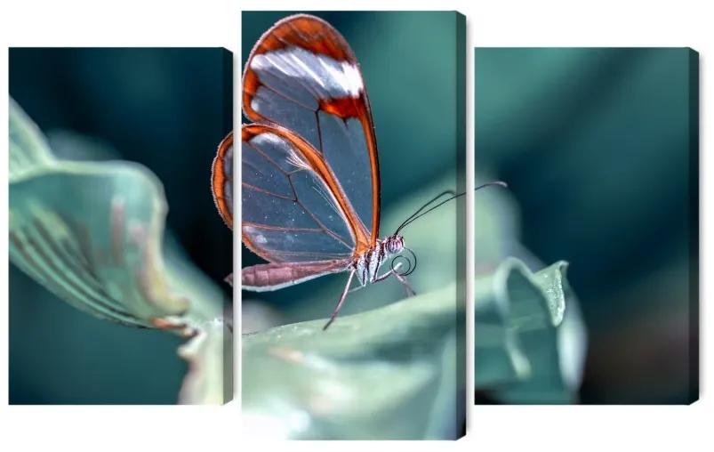 Vícedílný obraz Skleněný Motýl Zblízka Nedostatek Nedostatek Přírodní plátno 180x120