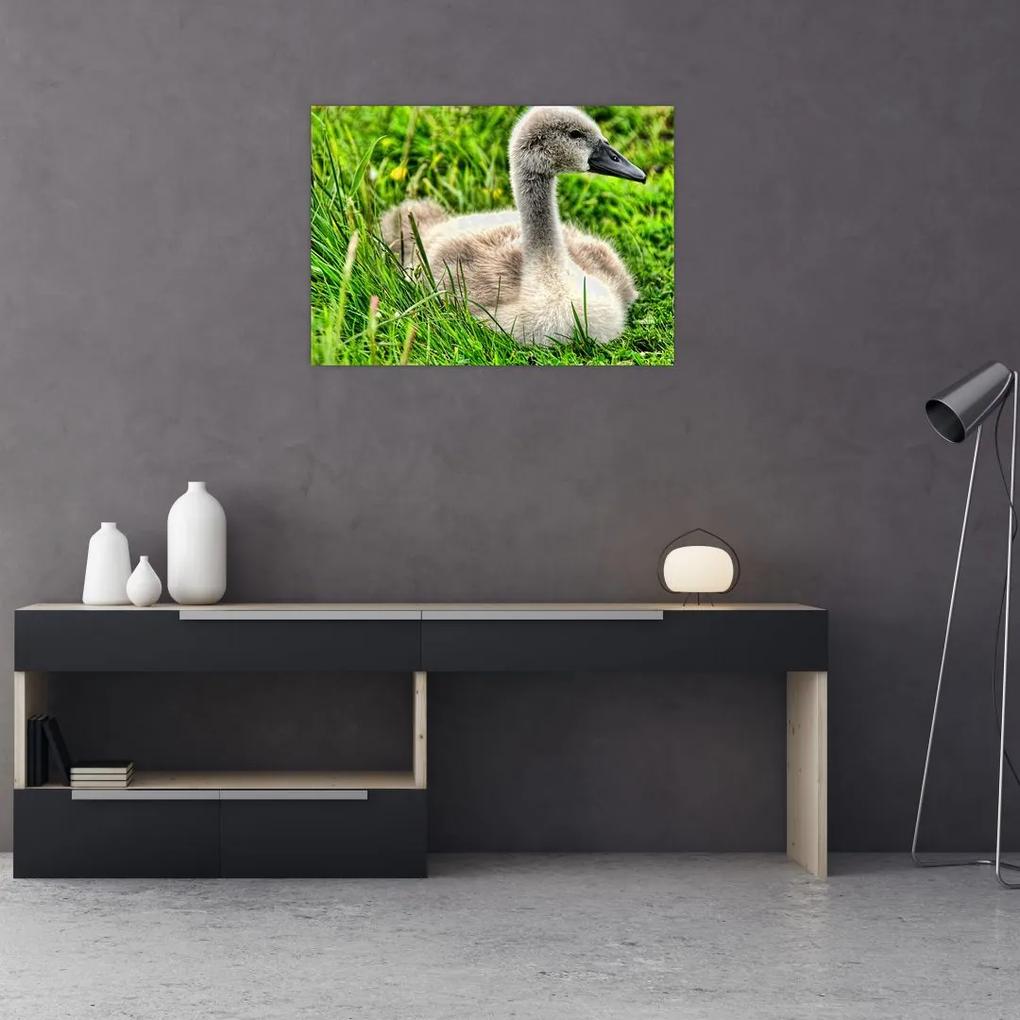 Skleněný obraz - malá labuť v trávě (70x50 cm)