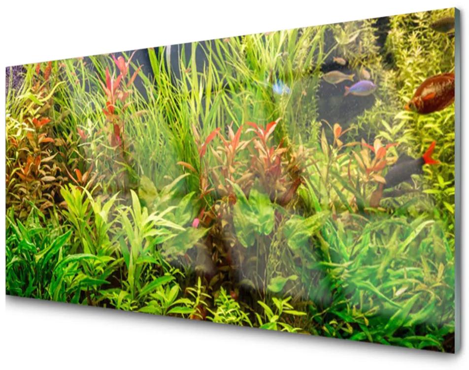Skleněný obraz Akvárium Rybičky Rostliny