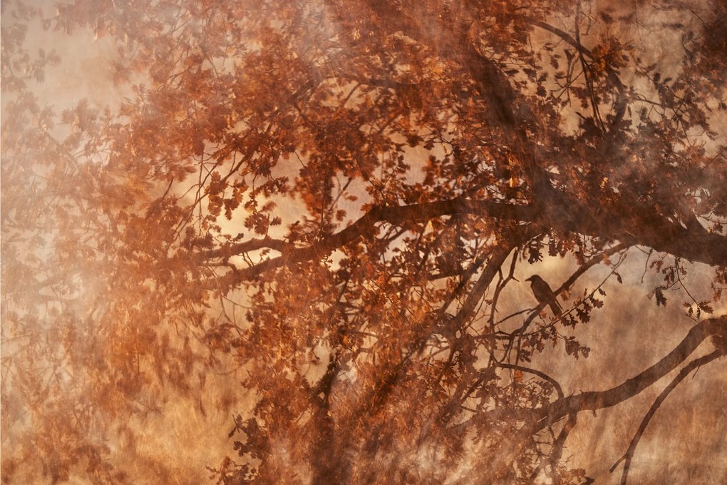 Jiří Hřebíček | Enchanted in Autumn Rám: Bílý, Velikost: 30 x 40 cm