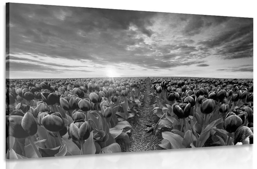 Obraz východ slunce nad loukou s tulipány v černobílém provedení