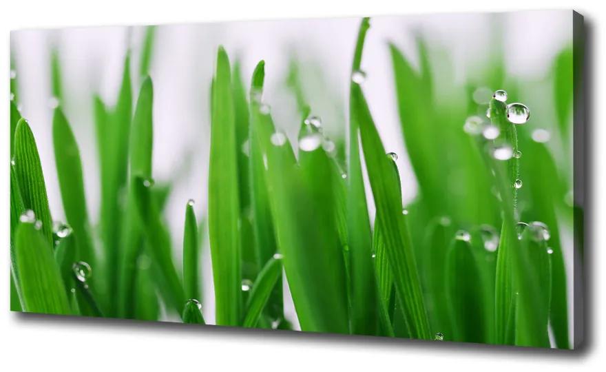 Wallmuralia Foto obraz na plátně Stébla trávy 100x50