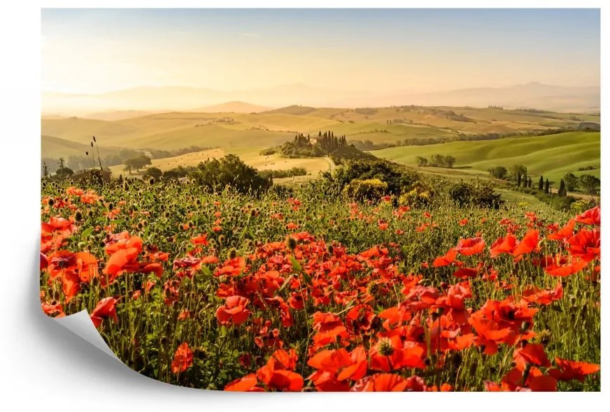 Fototapeta Poppy Field Hladký vinyl 405x270