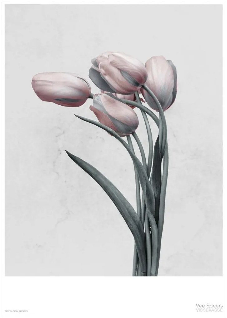 ViSSEVASSE Plakát Tulipa Gesneriana, 50 x 70 cm