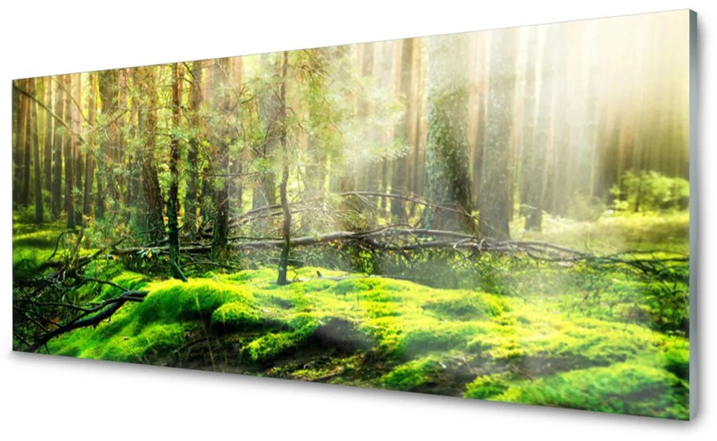 Obraz na skle Skleněný Mech Les Příroda