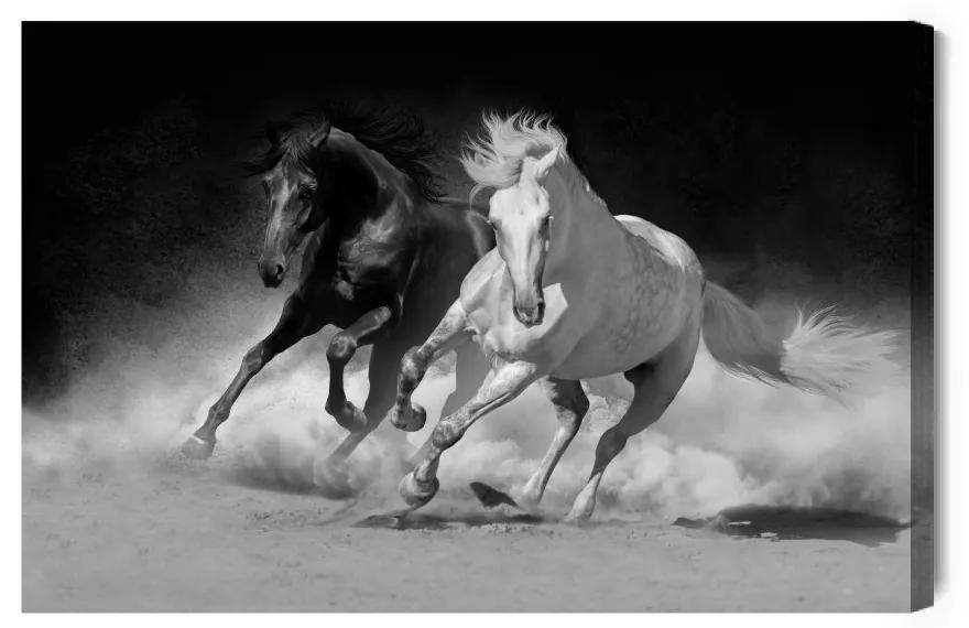 Obraz Koně V Černé A Bílé Nedostatek Nedostatek Plátno Canvas 70x50