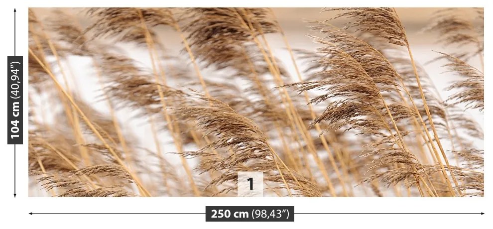 Fototapeta Brown reed 104x70