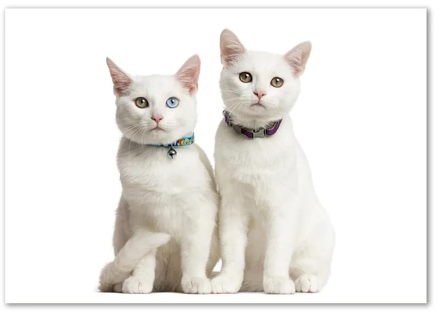 Wallmuralia Foto-obraz skleněný svislý Bílé kočky 100x70 cm