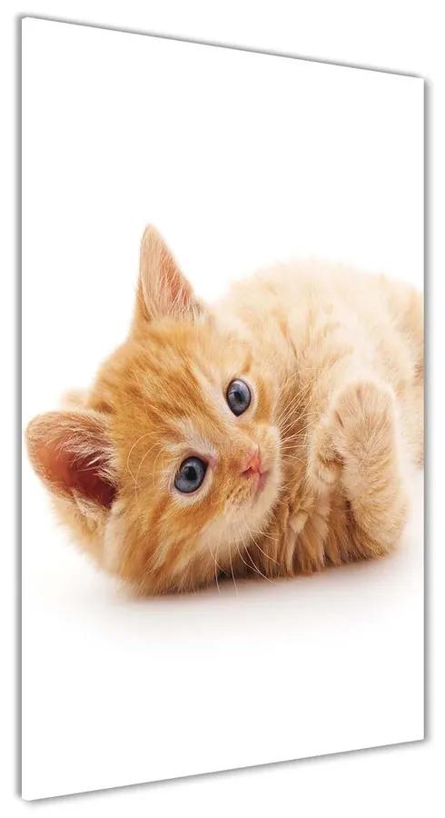 Wallmuralia Foto obraz akrylový do obýváku Malá červená kočka 70x140 cm