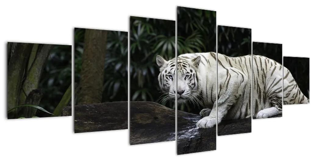 Obraz - Tygr albín (210x100 cm)