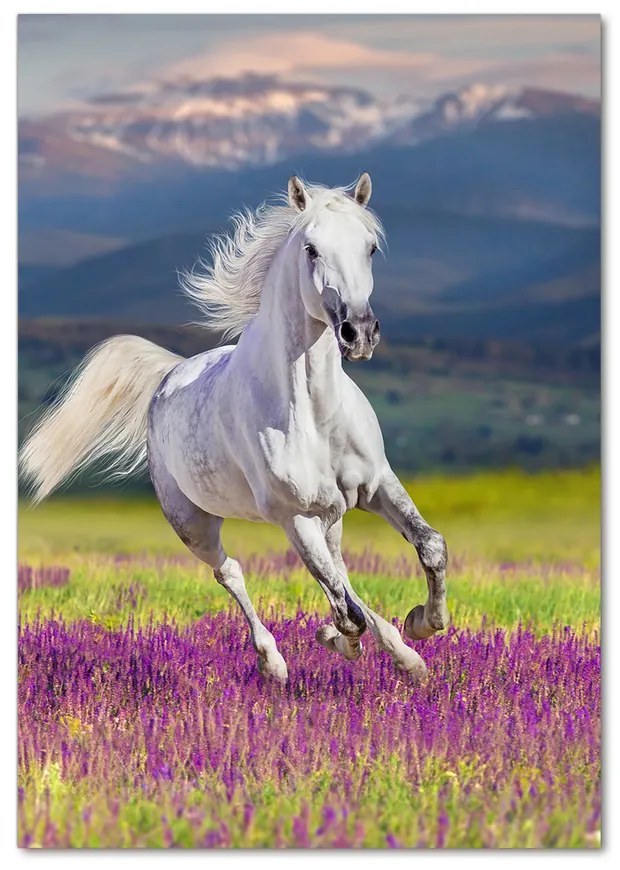 Wallmuralia Foto obraz akrylový Bílý kůň cval 70x100 cm