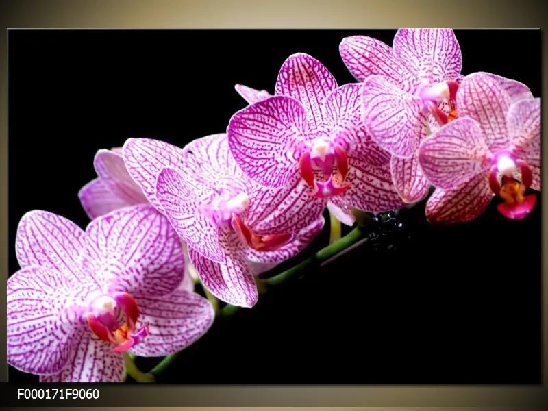 Obraz na plátně Růžové orchideje, Obdélník 90x60cm 1520 Kč