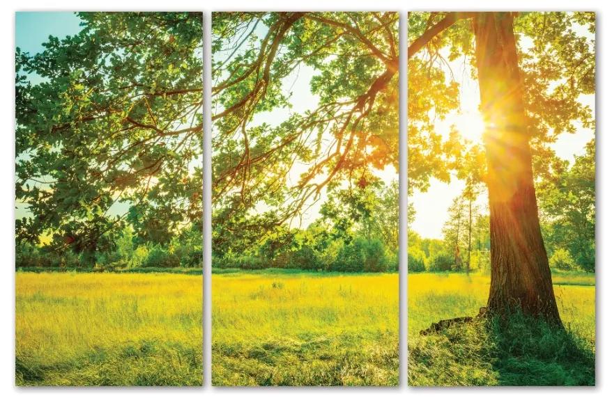 Malvis ® Obraz Strom v ranním slunci Velikost: třídílný obdélník - 150x100 cm