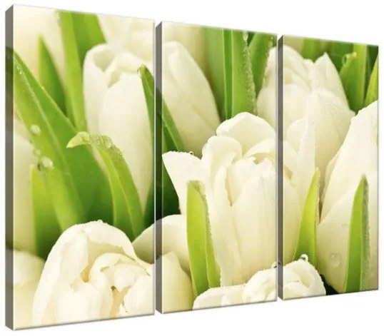 Obraz na plátně Jemné tulipány 90x60cm 1254A_3J