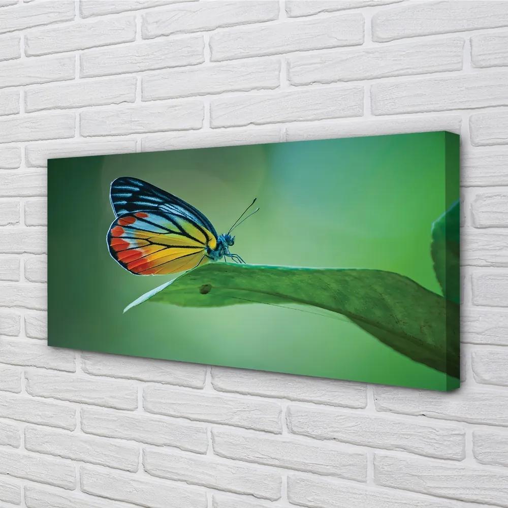 Obrazy na plátně Barevný motýl křídlo 100x50 cm