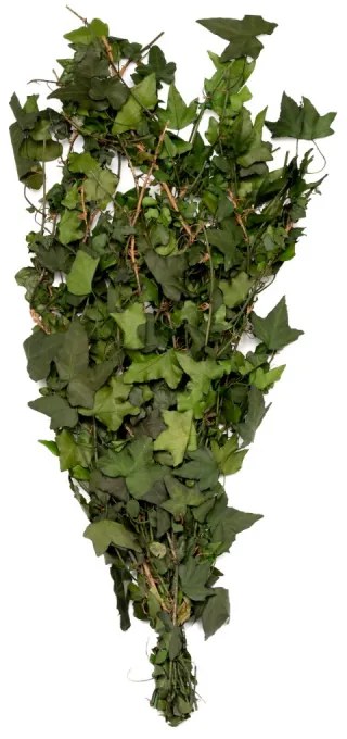 Hedera Helix Mini