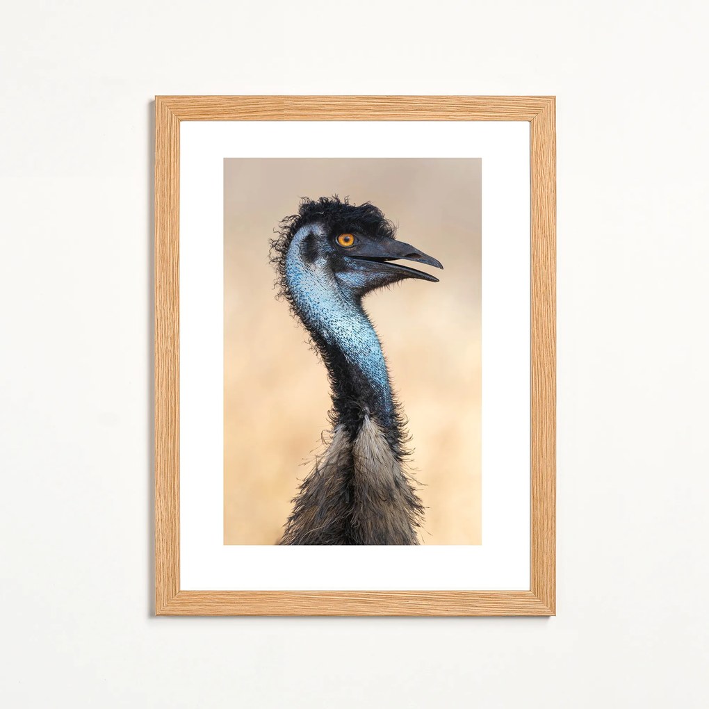Jakub Hodáň | Emu hnědý Rám: Dubový, Velikost: 40 x 30 cm