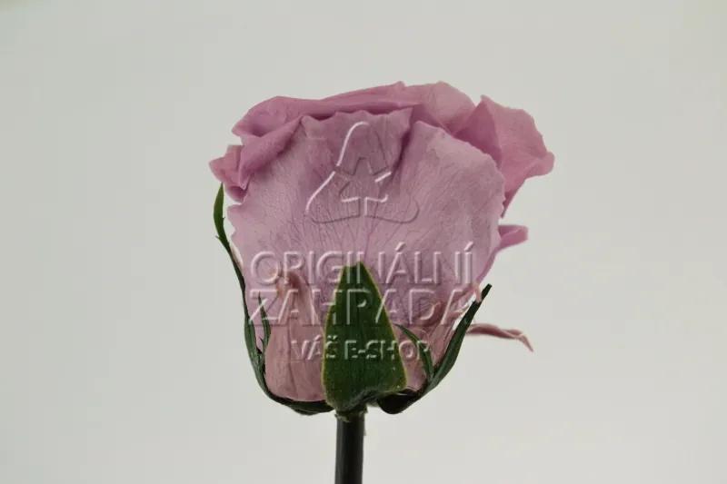 Stabilizovaná růže - lila