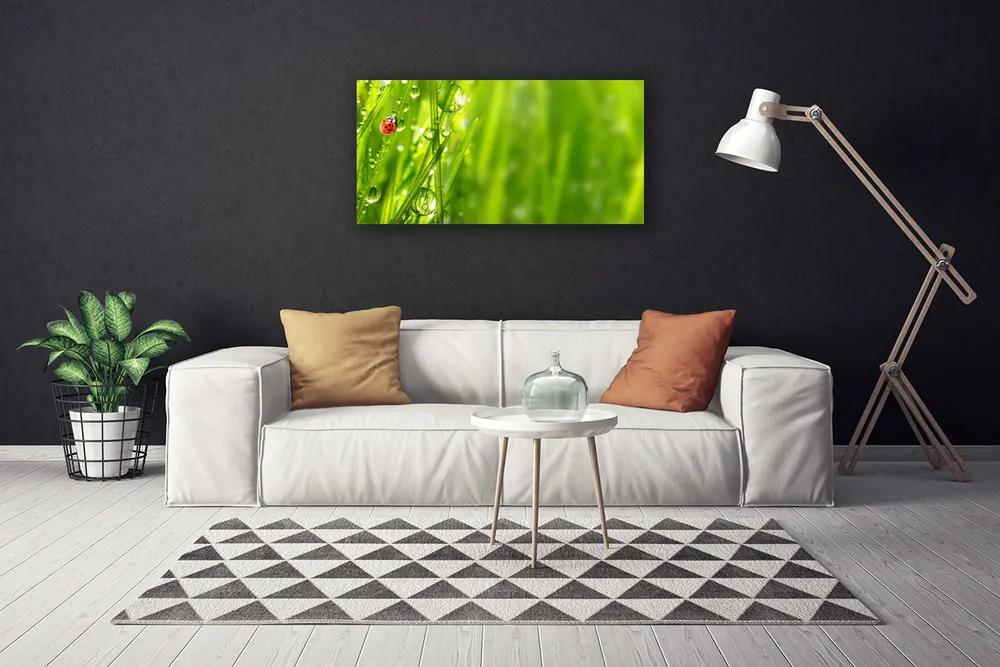 Obraz na plátně Tráva Beruška Příroda 125x50 cm