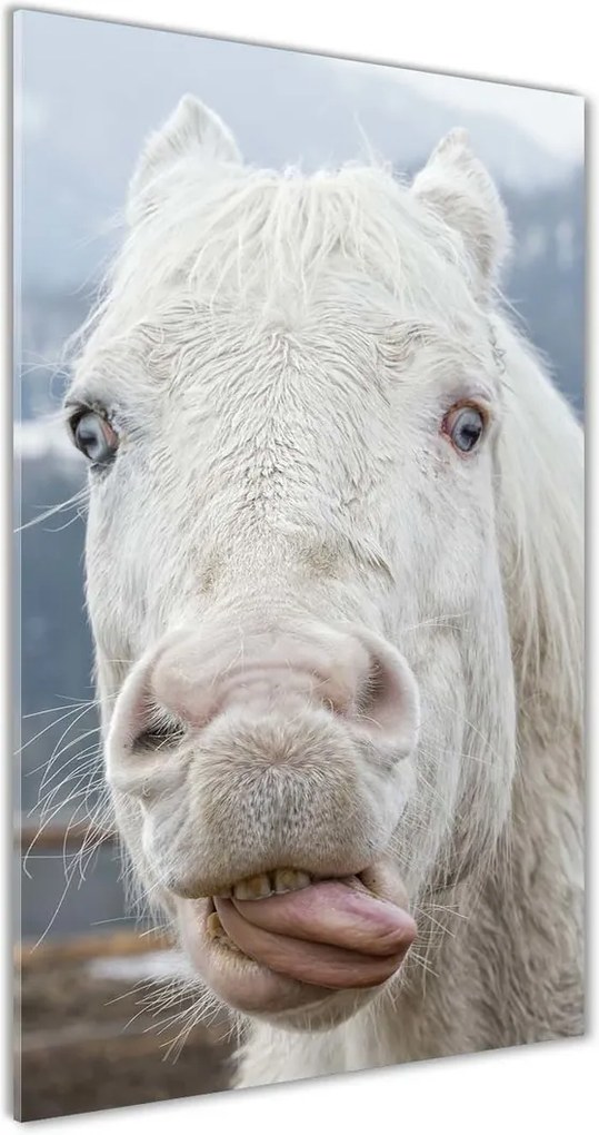 Foto obraz na plátně Šílený bílý kůň