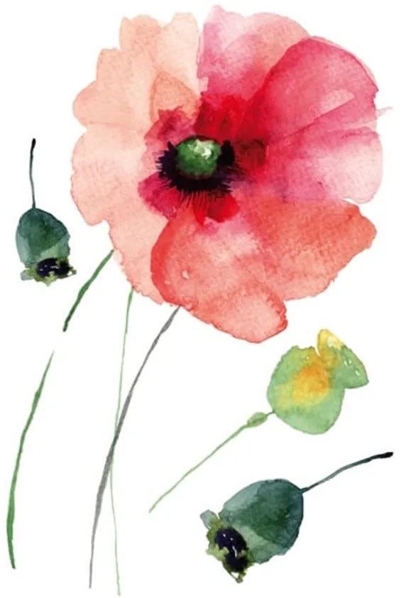 AS-rovi Crearreda WA XXL Watercolour Poppies 81003 Akvarel vlčí máky