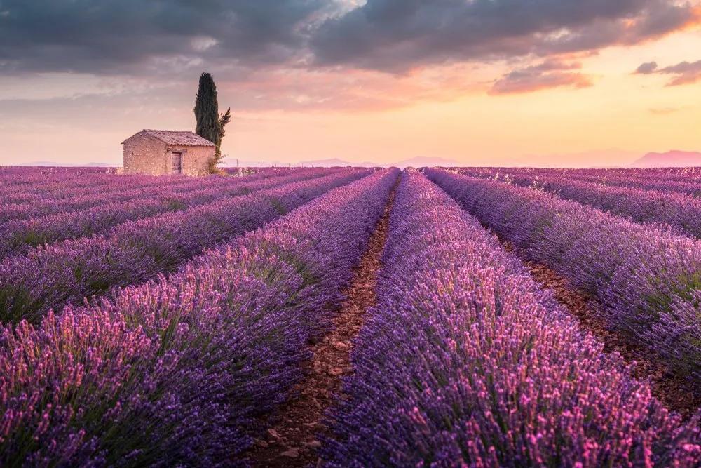 Obraz Kvetoucí Levandulové Pole V Provence Nedostatek Nedostatek Přírodní plátno 120x80