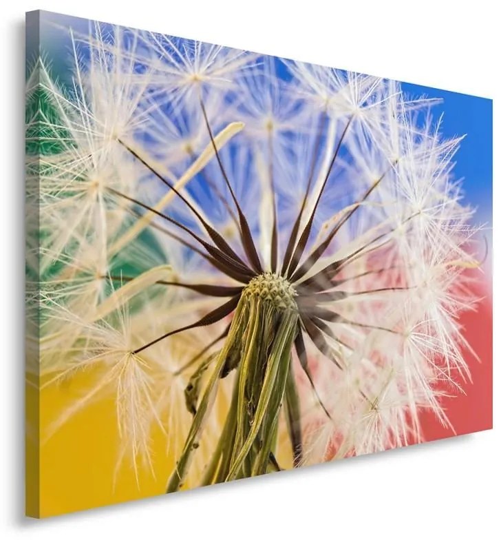 CARO Obraz na plátně - Dandelion 4 40x30 cm