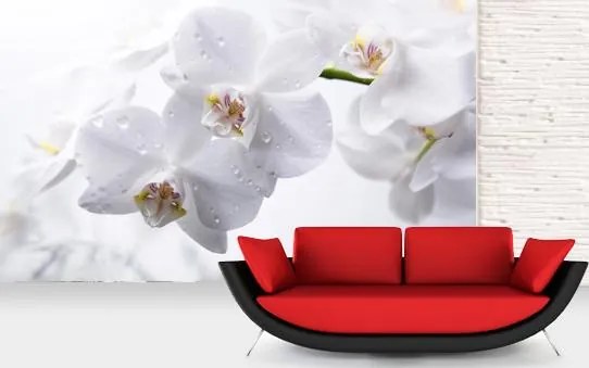 Fotožaluzie -  Fototapeta - Orchidej bílá