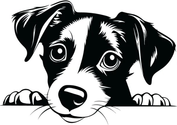 VÝPRODEJ Pes Jack russell