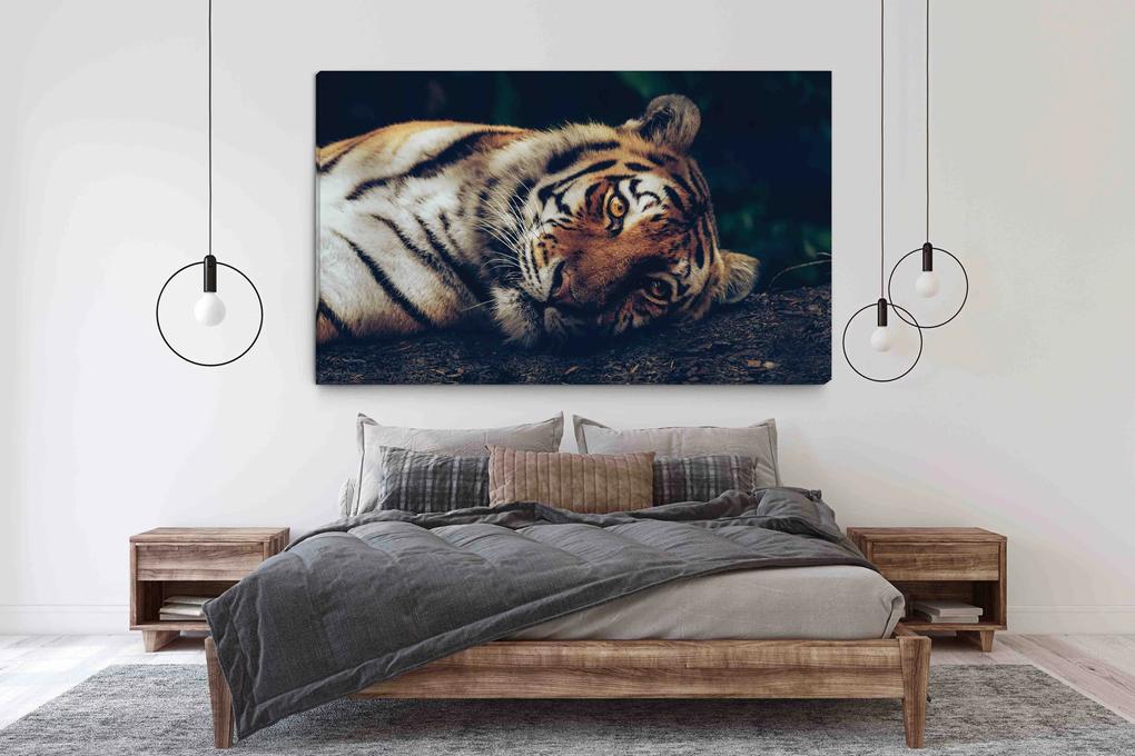 Malvis ® Obraz Tygr v džungli Velikost (šířka x výška): 50x30 cm