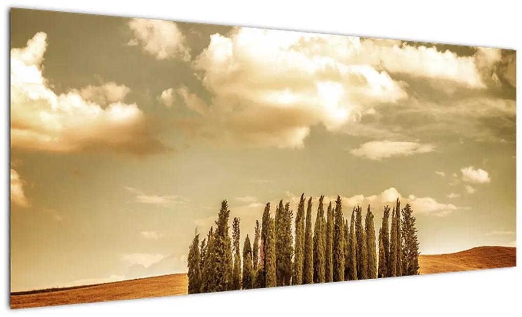 Obraz ostrůvku stromů uprostřed pole (100x40cm)