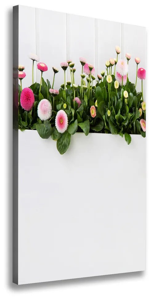 Wallmuralia Foto obraz na plátně Růžové sedmikrásky 60x120 cm
