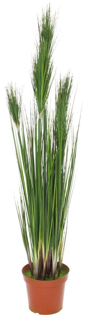 ONION GRASS - zelená Výška: 152 cm