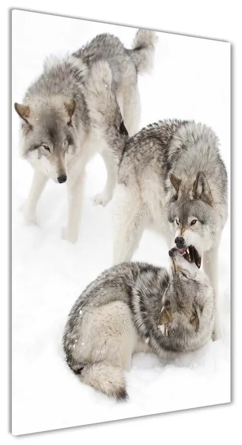 Wallmuralia Moderní akrylový fotoobraz Šedí vlci 60x120 cm