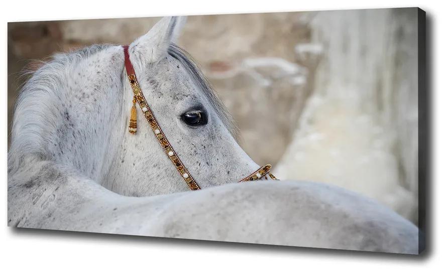 Wallmuralia Foto obraz na plátně Bílý arabský kůň 100x50 cm