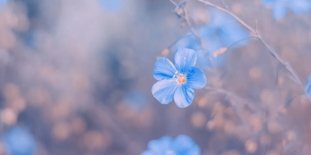 Obraz modré květy na vintage pozadí - 120x60 cm