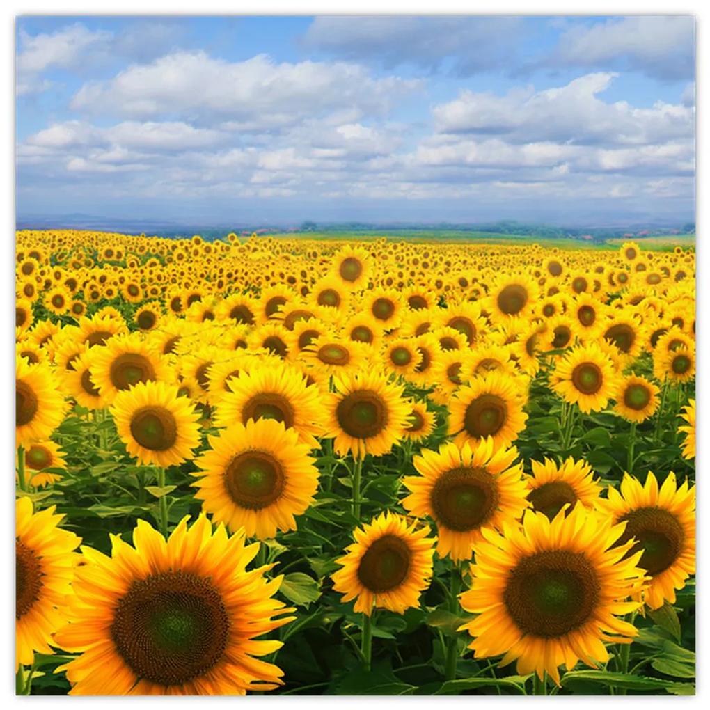 Obraz slunečnicového pole (30x30 cm)