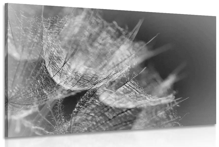 Obraz černobílá makro pampeliška na pozadí Varianta: 120x80